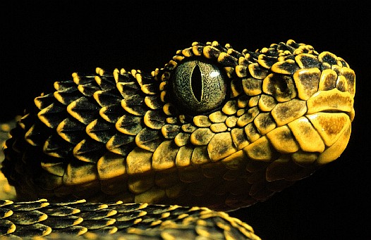 Atheris desaixi (Mount Kenya bush viper)